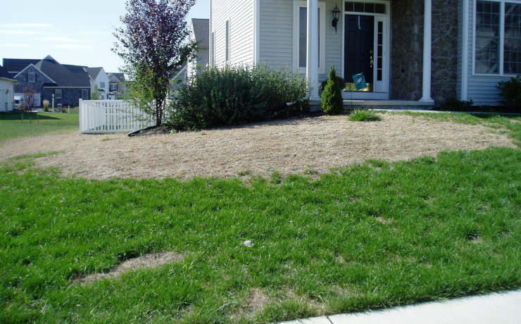 How To Repair A Lawn After Chinch Bug Damage