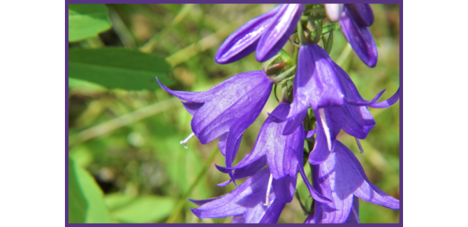 Creeping Bellflower Removal: How to Regain Control of Your Yard